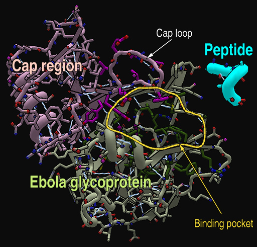 Allen School News » UW CSE Center for Game Science: Foldit Reaches 1000 ...