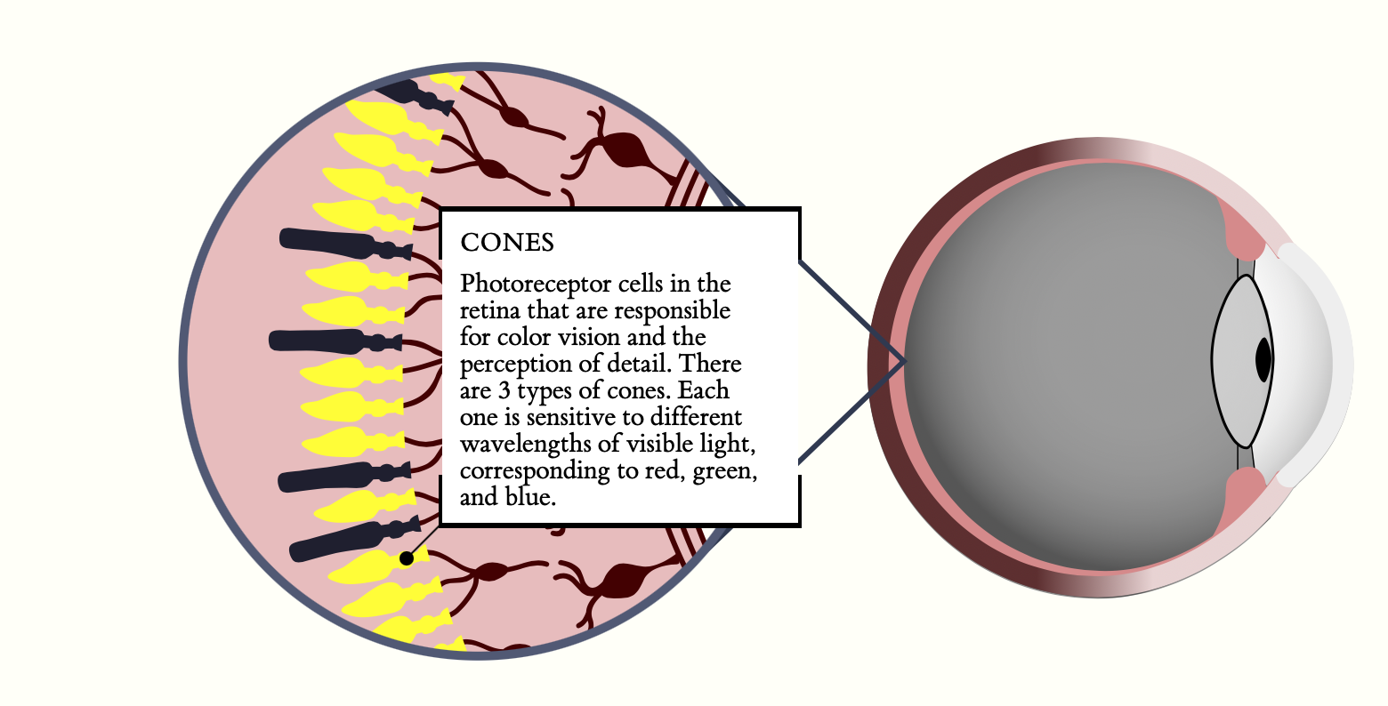 Allen School News » Allen School Ph.D. student and data journalist Matthew Conlen develops ...